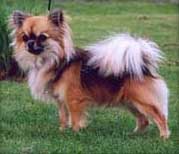 Chihuahua dog breed information